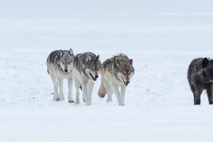 Yellowstone Wolves & Winter Wonders Package | Yellowstone Wild Tours