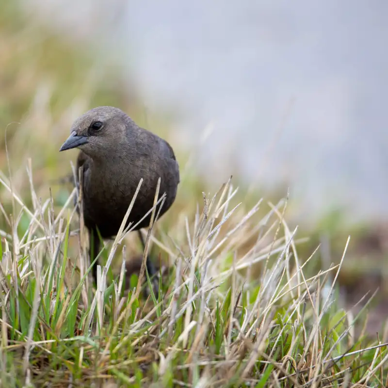 Buffalo Birds And Bison – A Yellowstone Sighting | Yellowstone Wild Tours