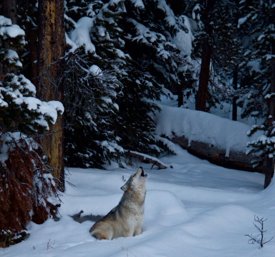 Wolf Howls Fill the Yellowstone | Yellowstone Wild Tours
