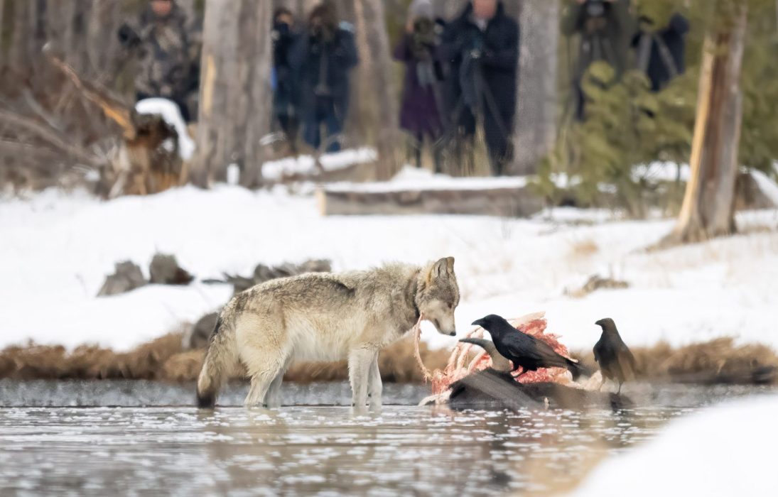 More Than Meets The Eye: Ravens & Wolves | Yellowstone Wild Tours