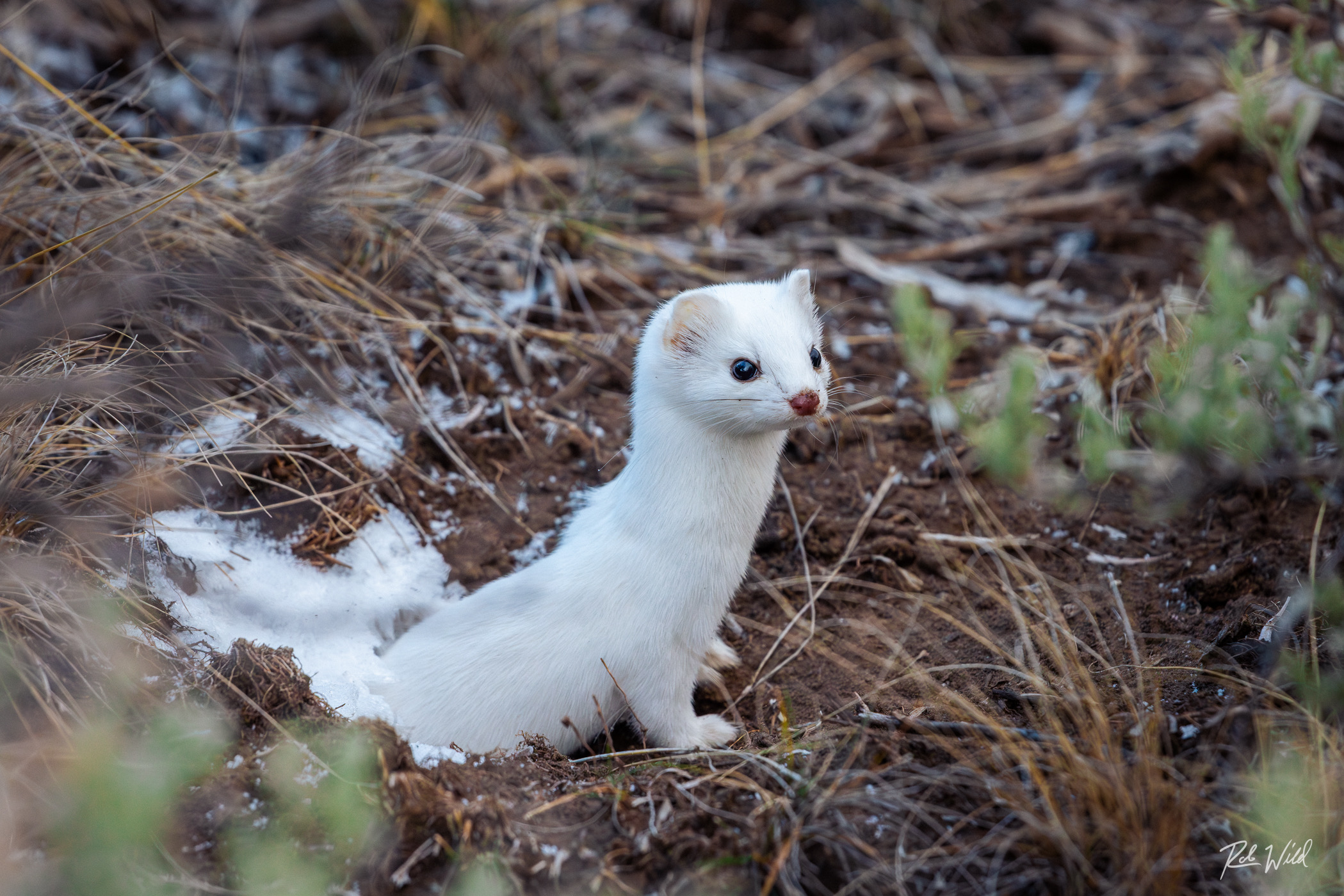 Looking a Lot Like Springtime...in January? | Yellowstone Wild Tours